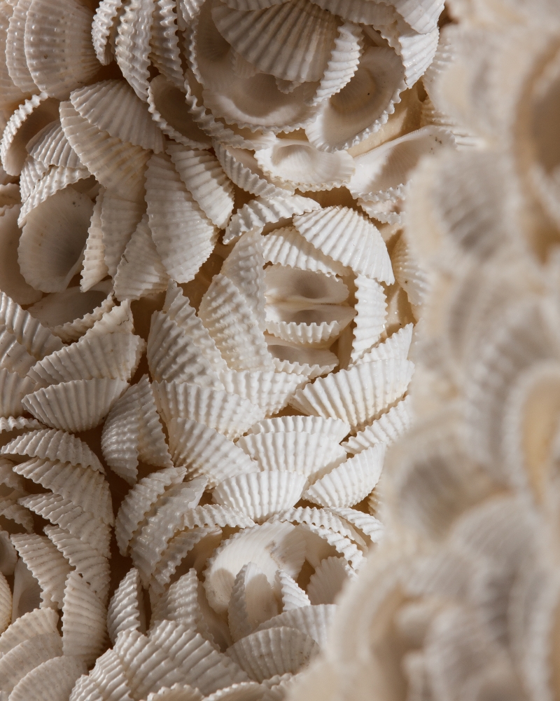 Taxidermy Shell Sculpture