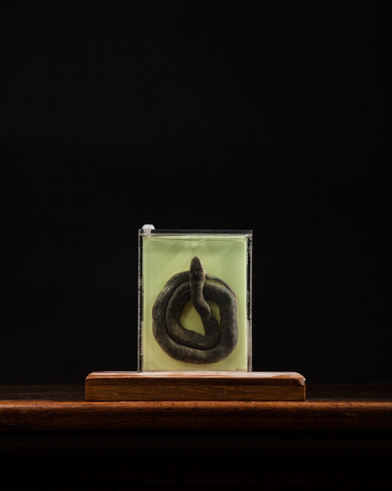 Taxidermy Snake - Wet Specimen