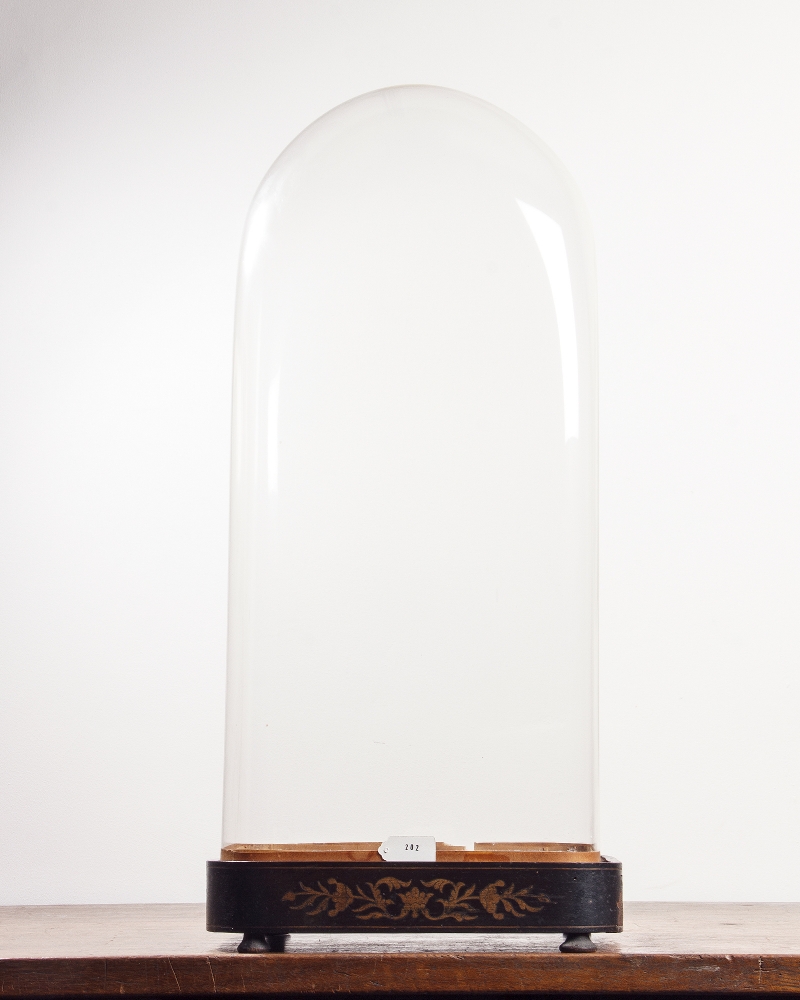 Taxidermy Square Glass Dome