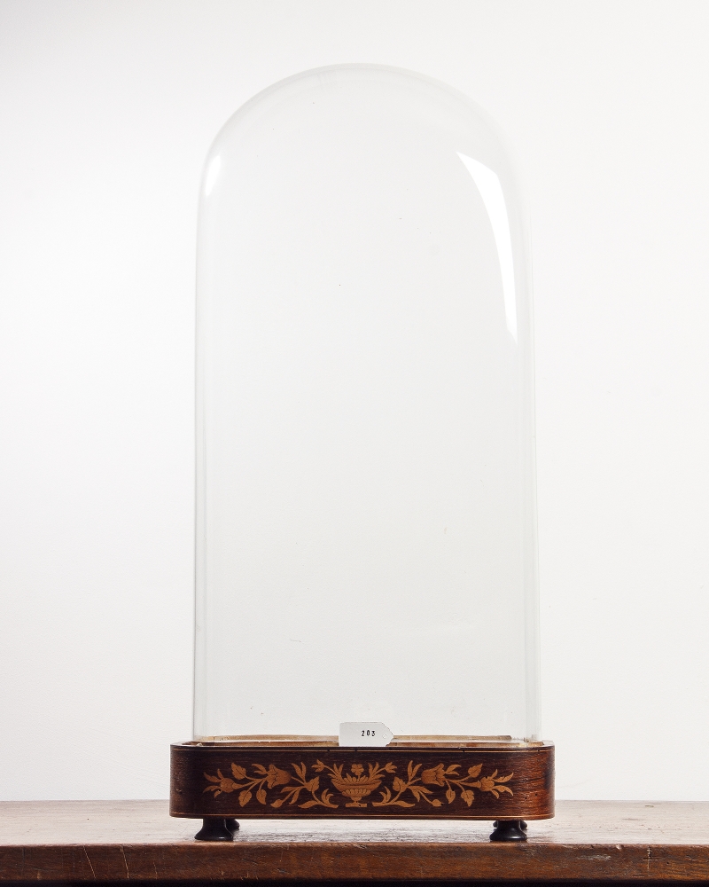 Taxidermy Square Glass Dome