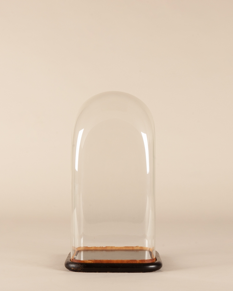 Taxidermy Antique square sided glass dome