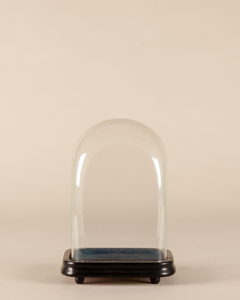 Taxidermy Antique square sided glass dome