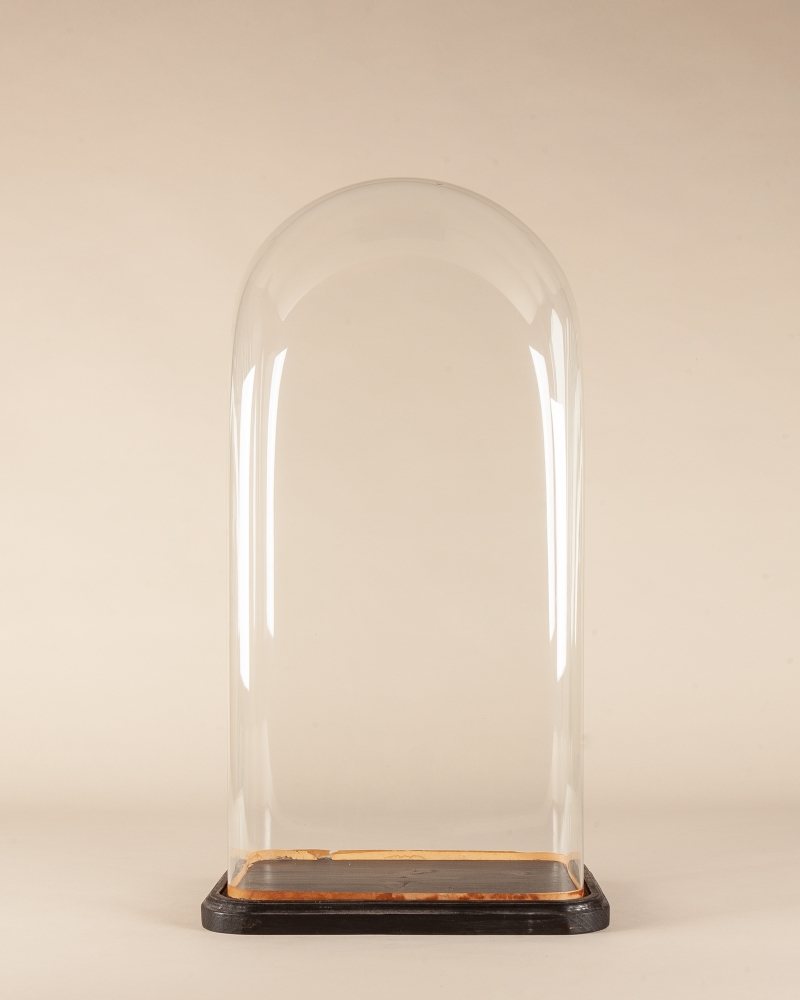 Taxidermy Antique square sided glass dome