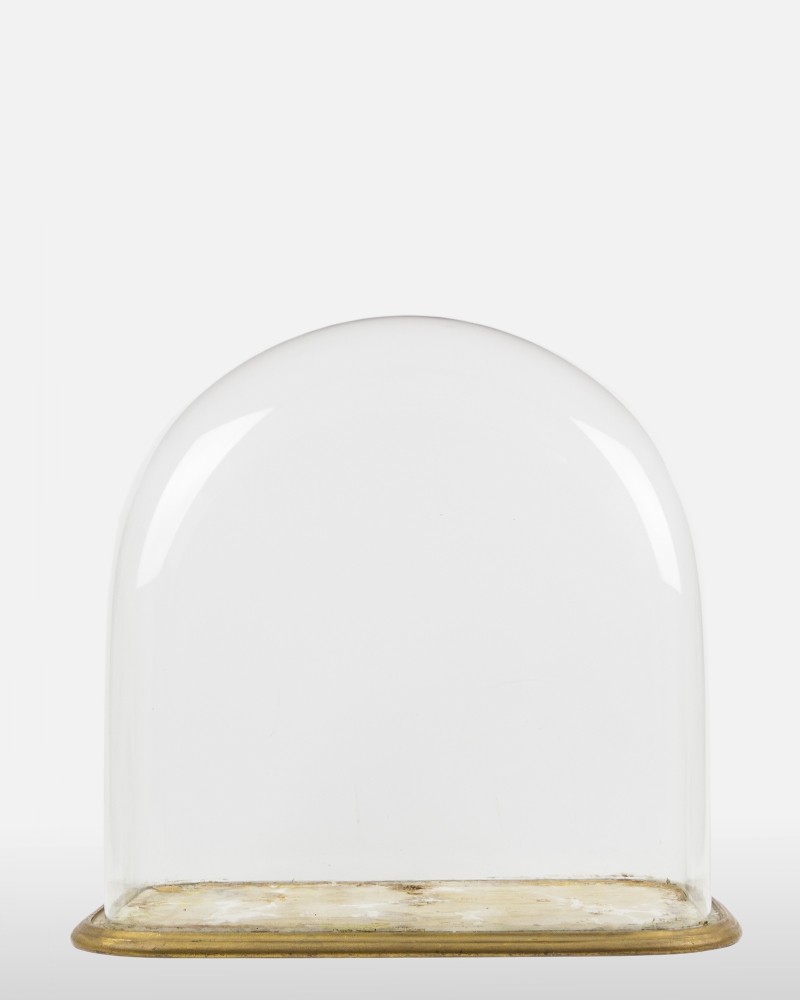 Taxidermy Square Glass Dome