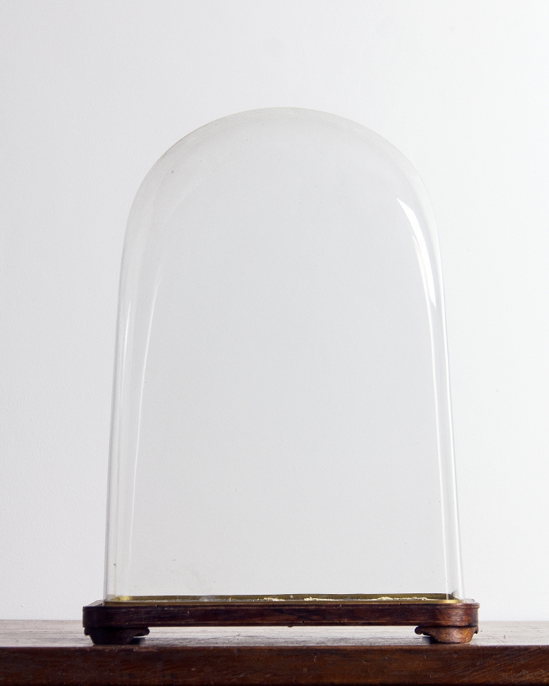 Taxidermy Square Glass Dome