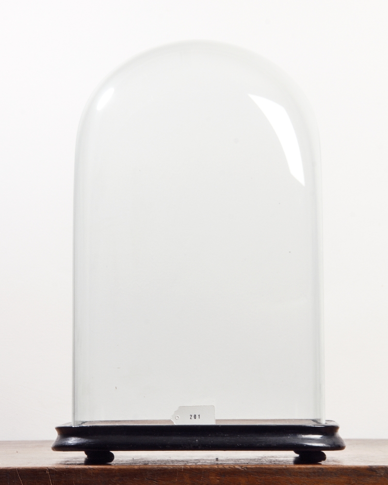 Taxidermy Square Glass Dome