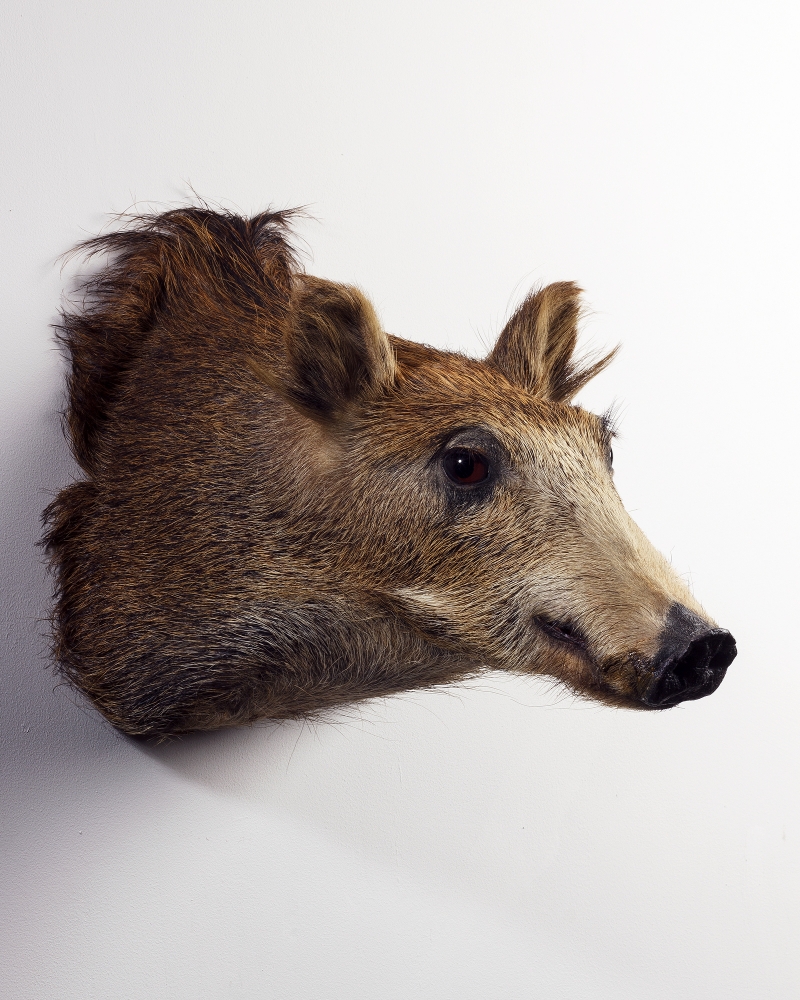 Taxidermy Boar Head