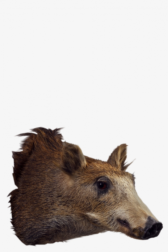 Taxidermy Boar Head
