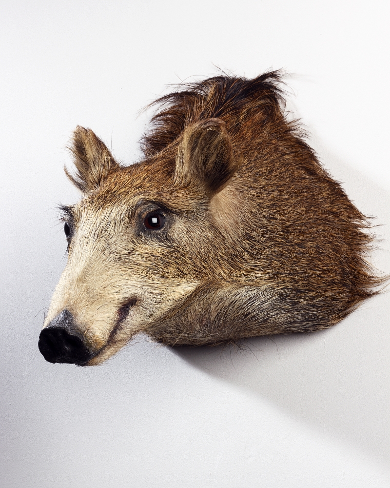 Taxidermy Boar Head