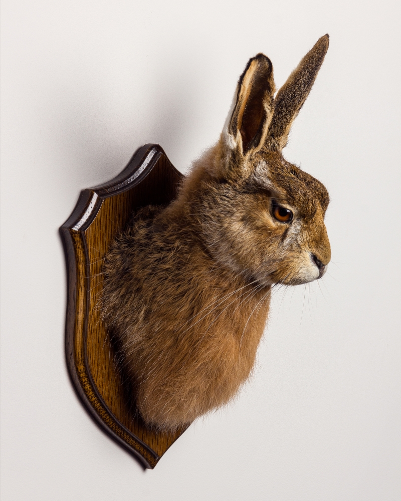 Taxidermy Hare Mask