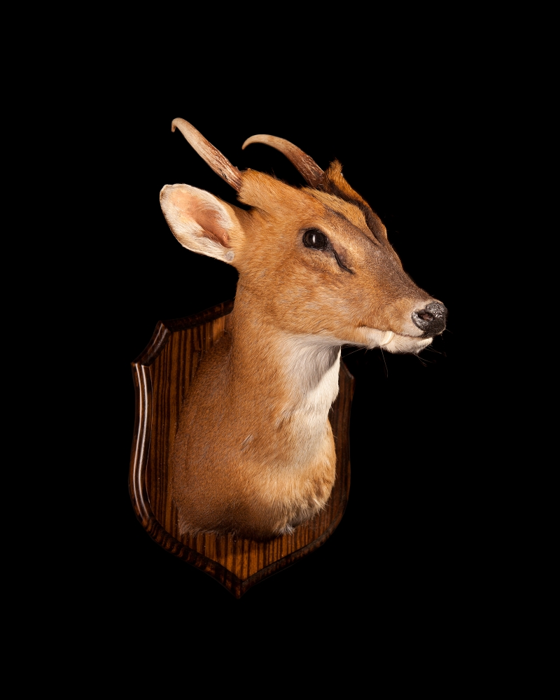 Taxidermy Muntjac Head