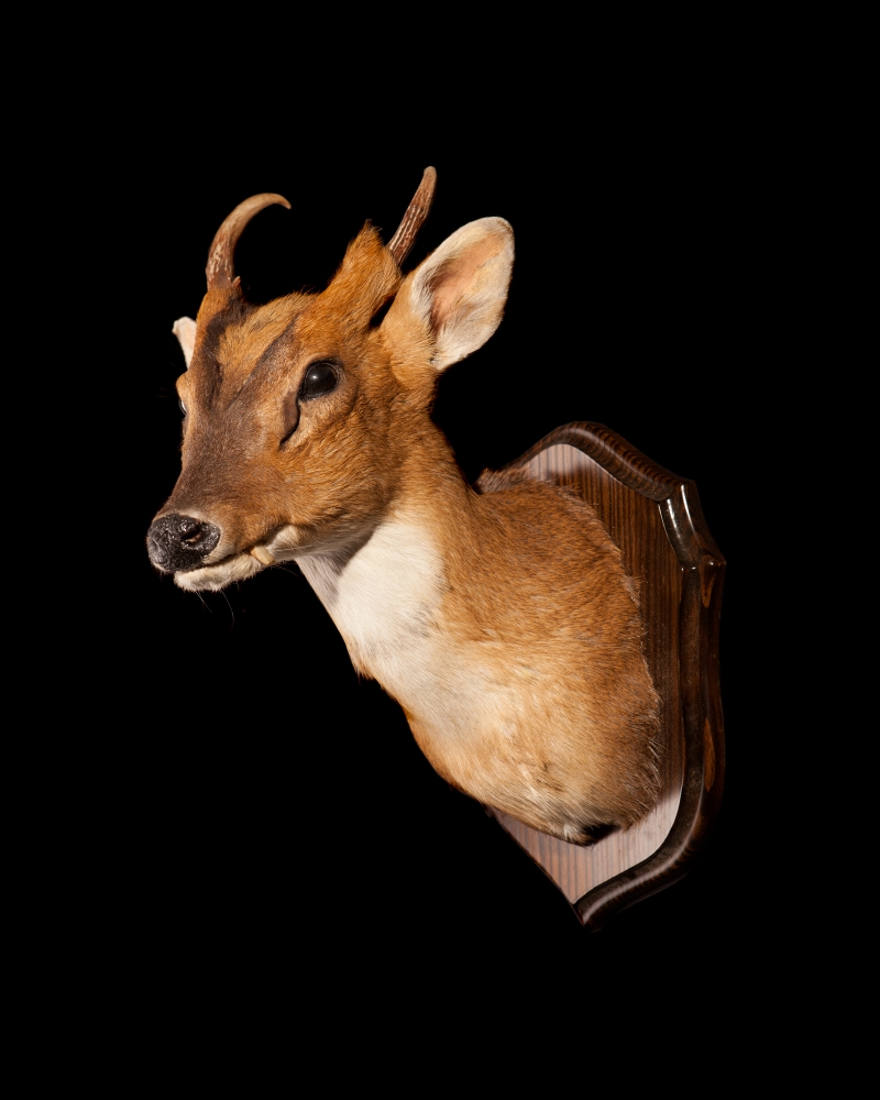 Taxidermy Muntjac Head