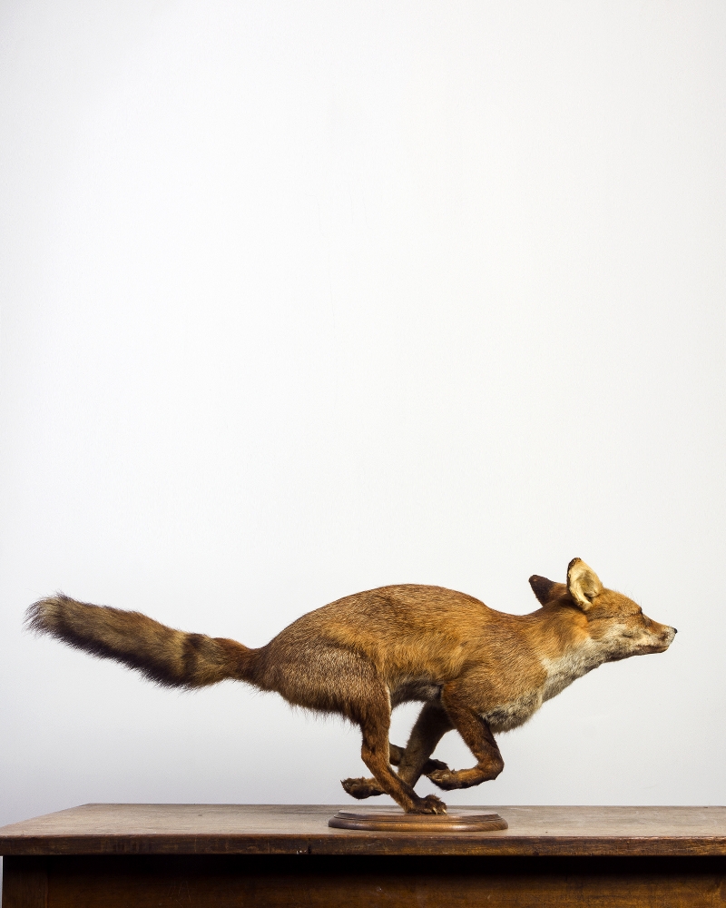 Taxidermy Running Red Fox
