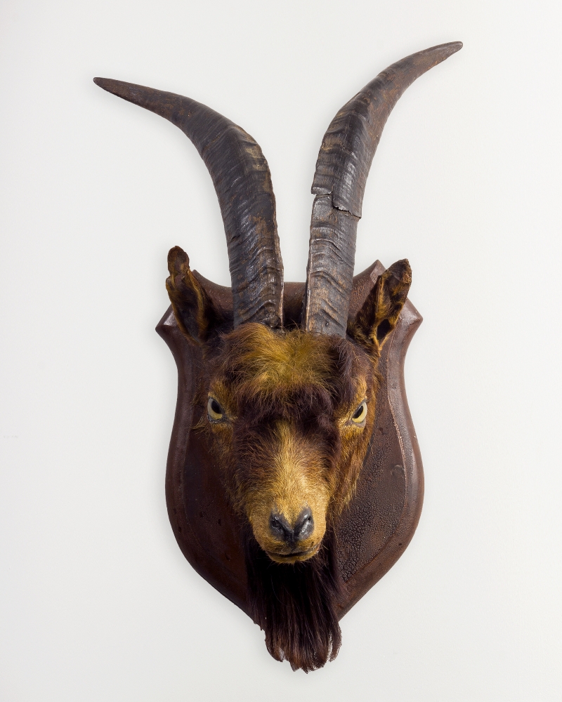 Taxidermy Tahr Head