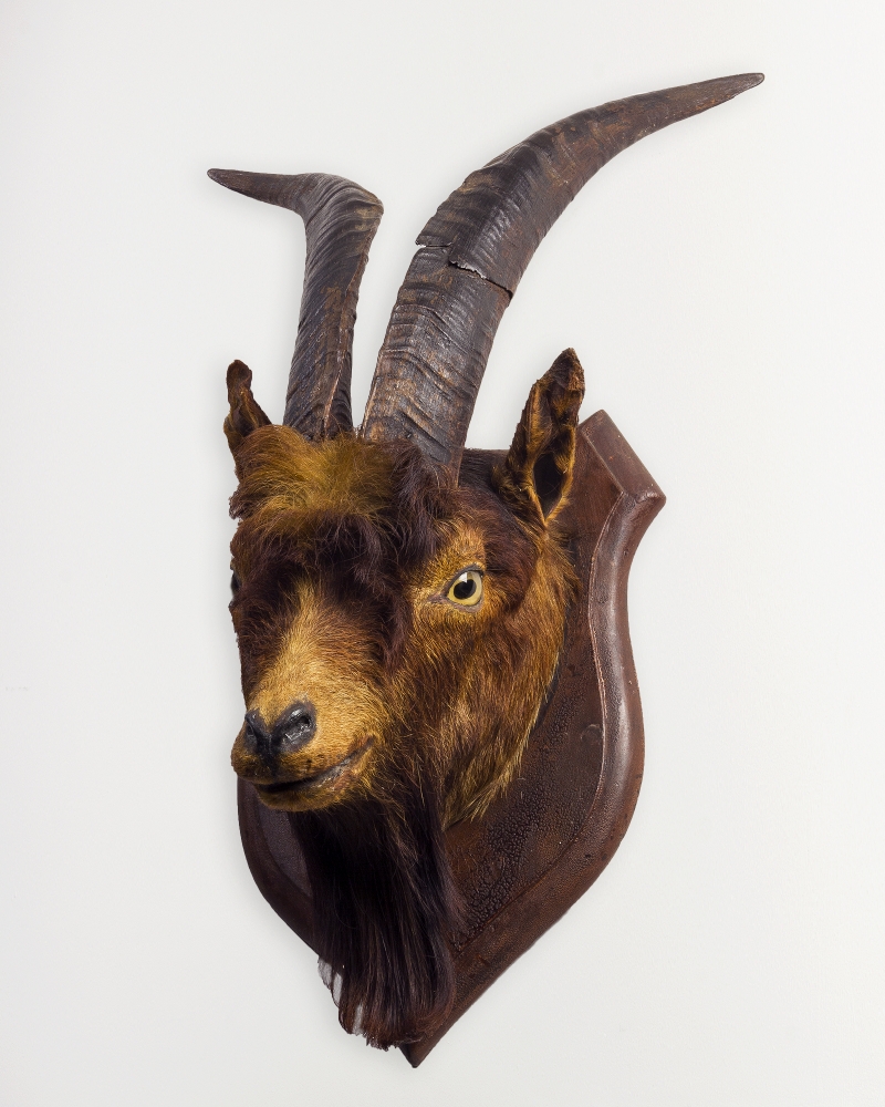 Taxidermy Tahr Head