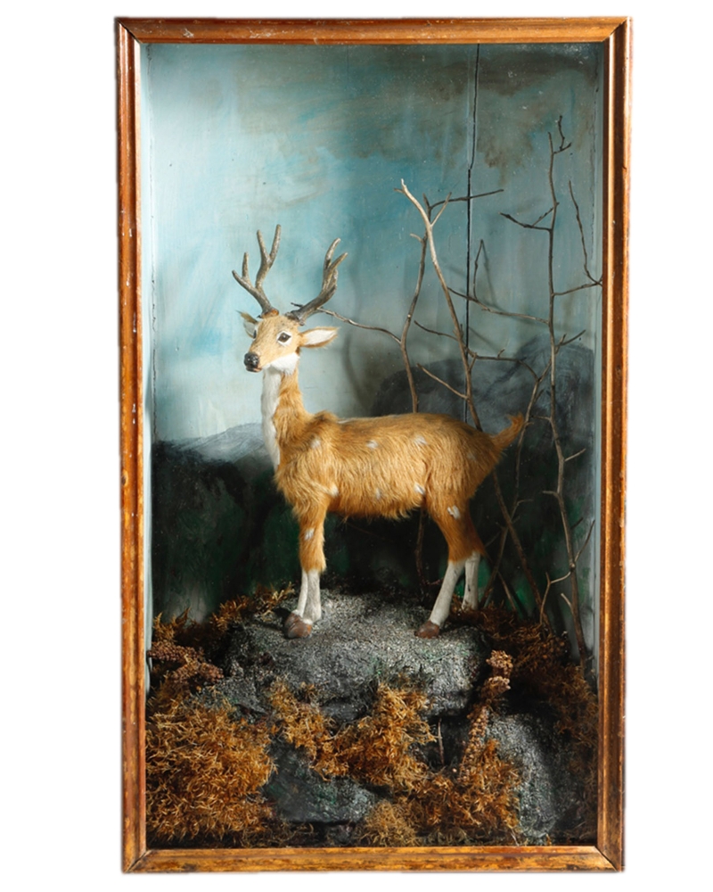 Taxidermy Victorian miniature model of a Stag