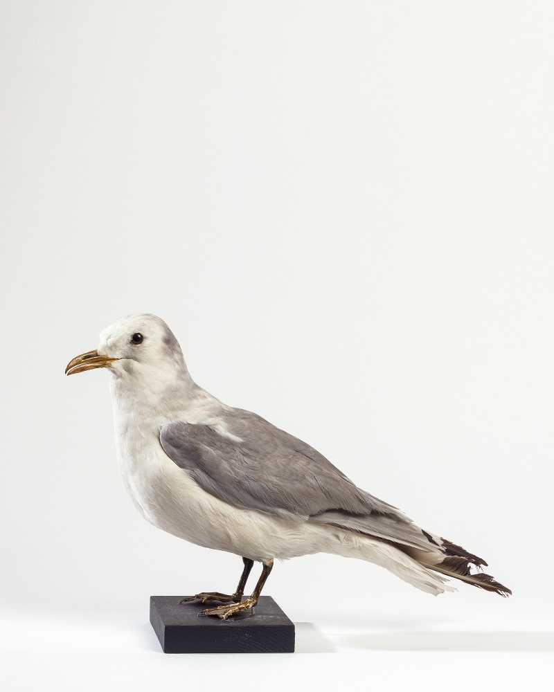 Taxidermy Common Gull