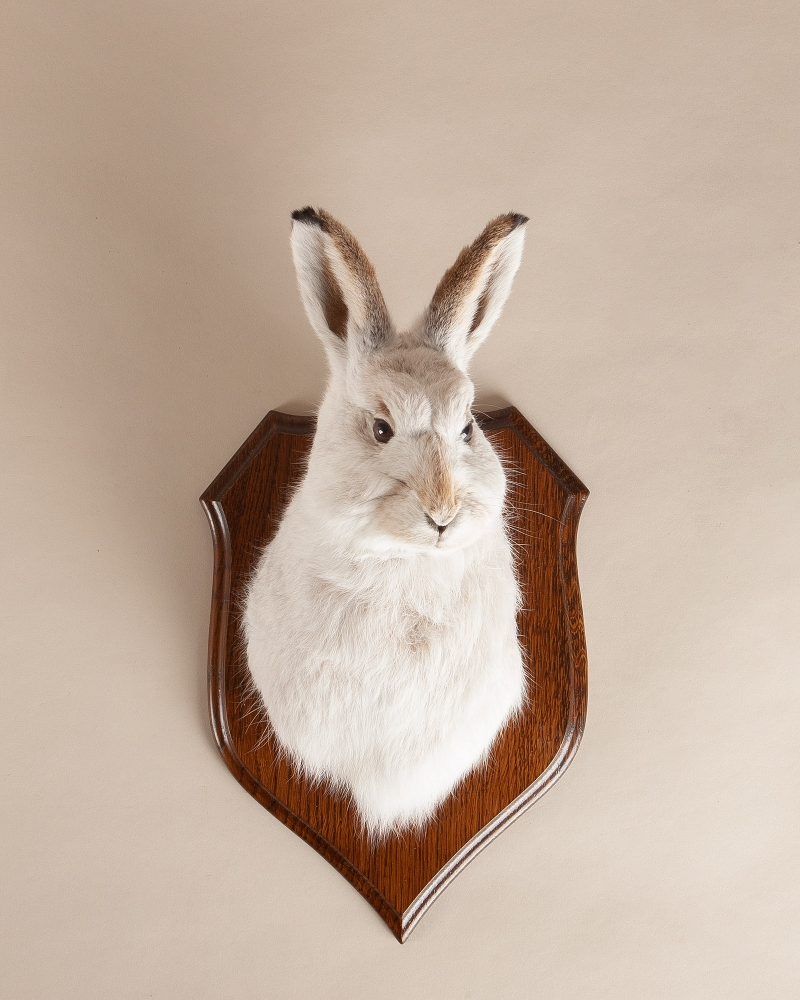 Taxidermy White hare mask