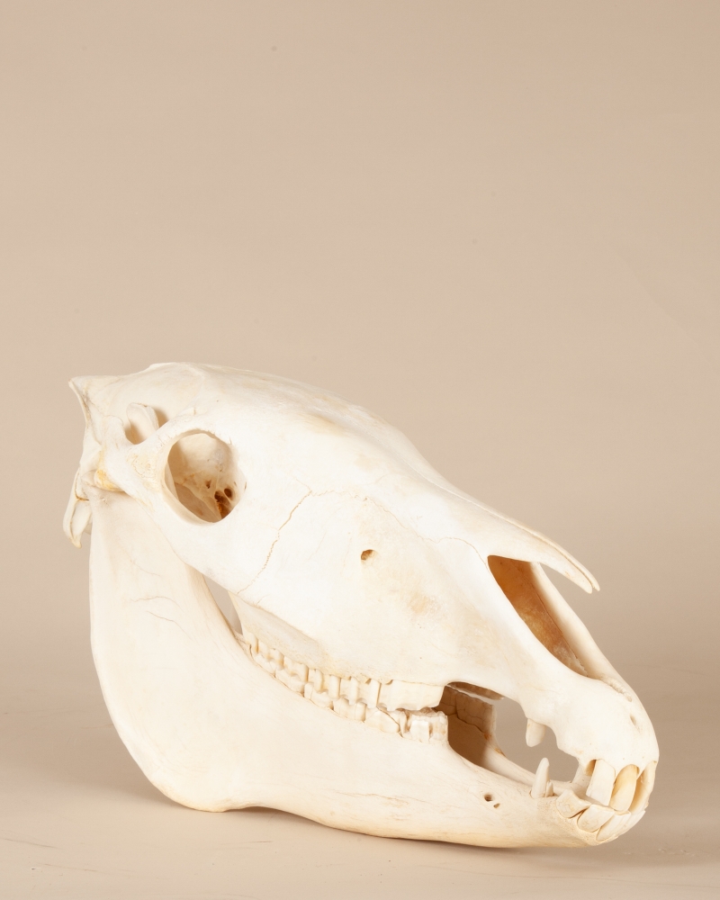 Taxidermy Zebra skull