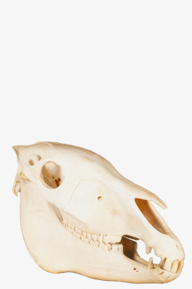 Zebra skull